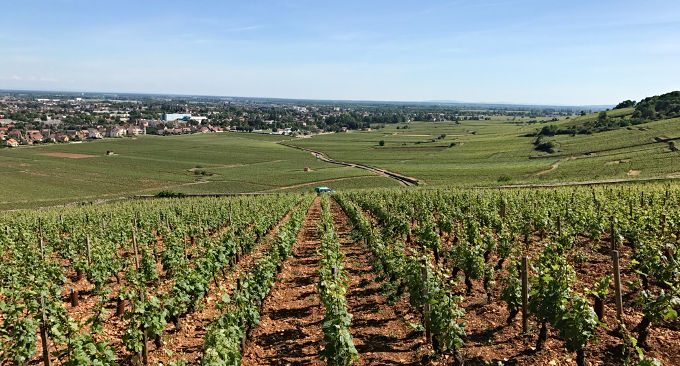 Beaune 1er Clos de l’Ecu, Monopole – A Vineyard Profile – Burgundy-Report