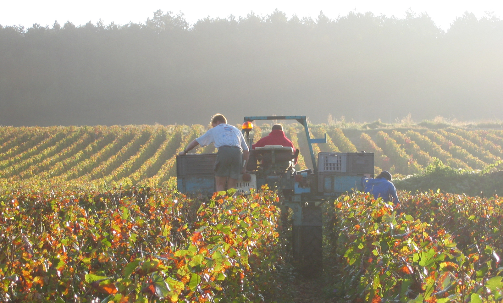 harvesting 30 sept 2004 – Burgundy-Report